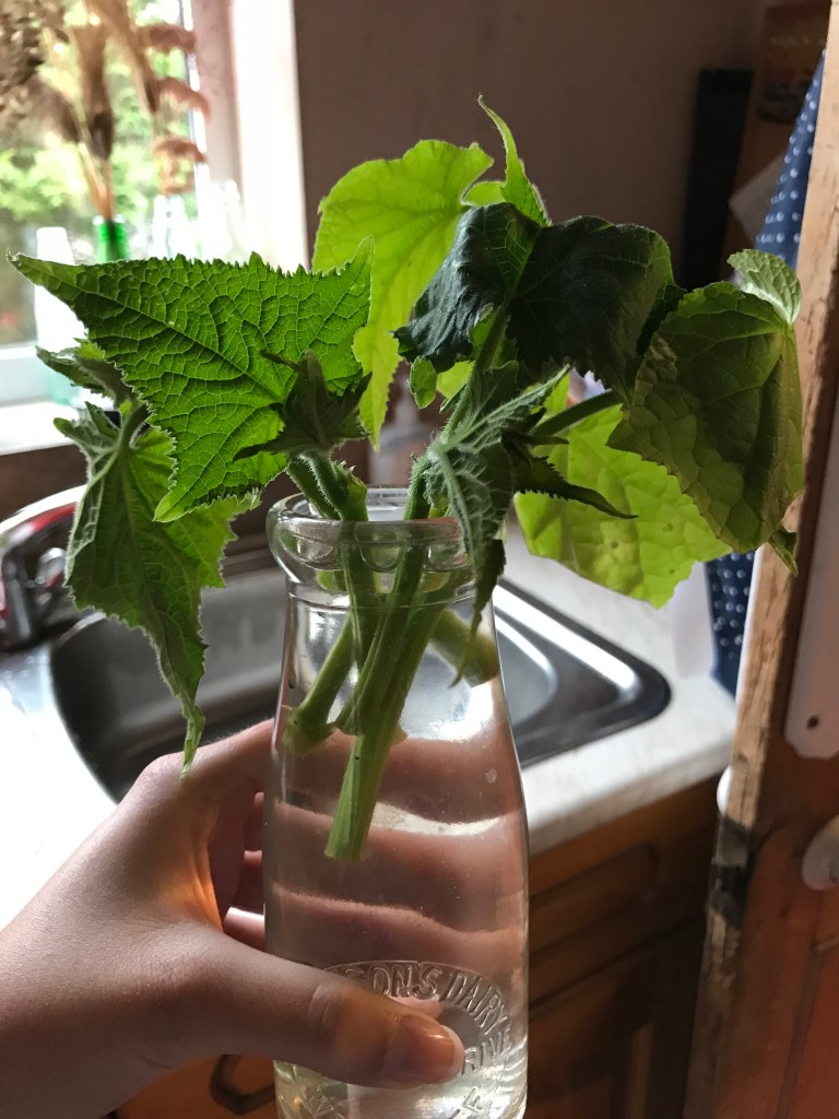 Taking cucumber cuttings to grow more plants – It's Sow Simple